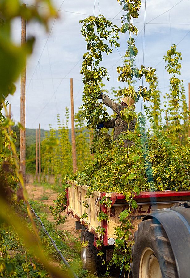 COMPLOT IPA: La Nueva IPA MEDITERRÁNEA de Damm | Dis-Rosell